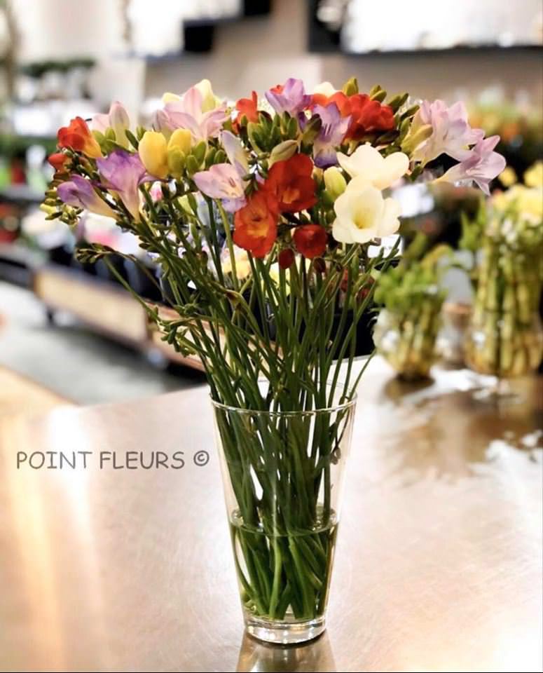 Freesia - Point Fleurs
